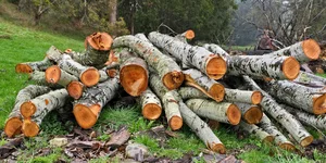 Logs of wood 🪵 a winter necessity in NZ by @joetunex | Liketu